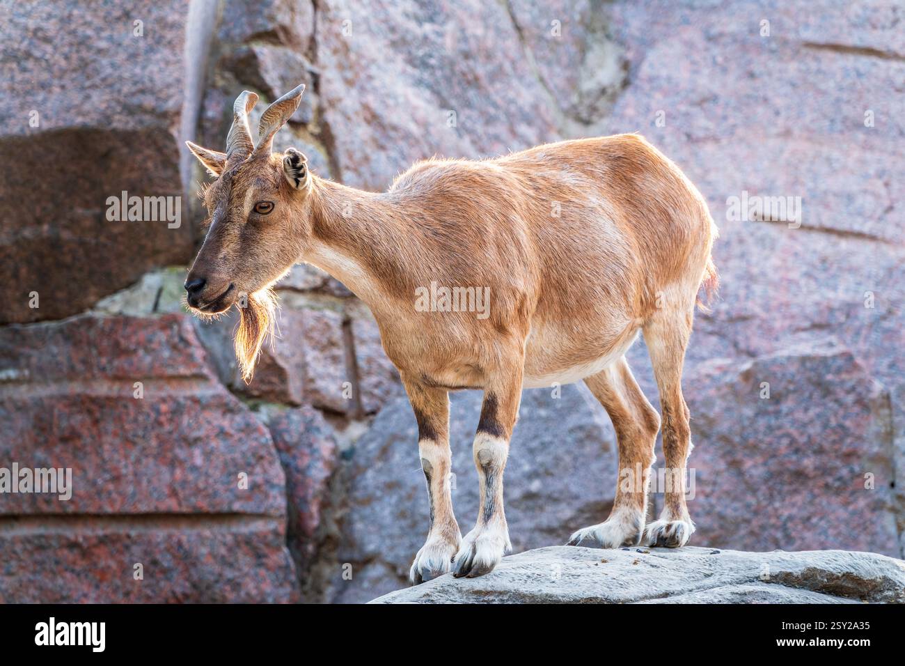 Markhor female on the rock. Latin name - Capra falconeri. Wild goat ...