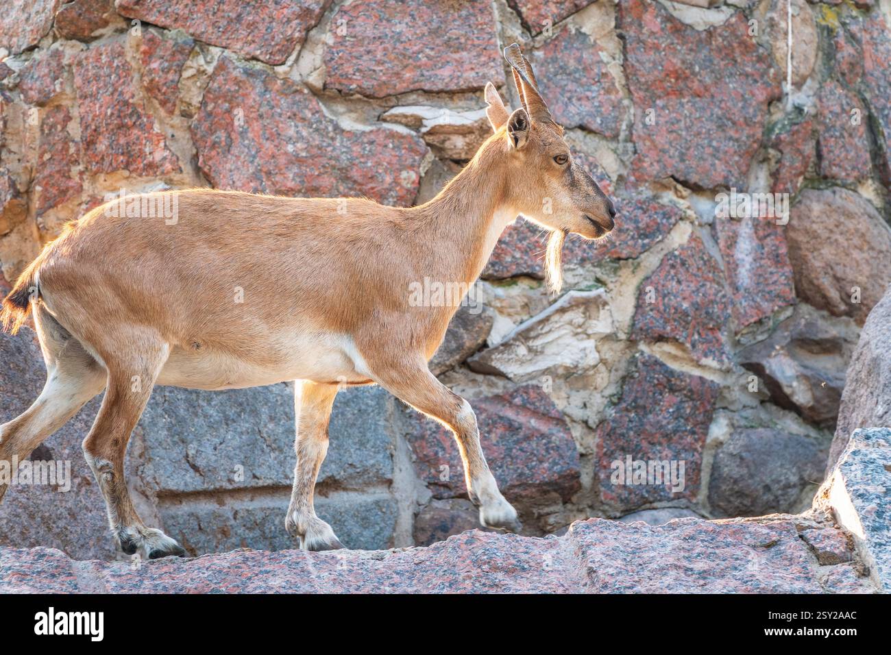 Markhor female on the rock. Latin name - Capra falconeri. Wild goat ...