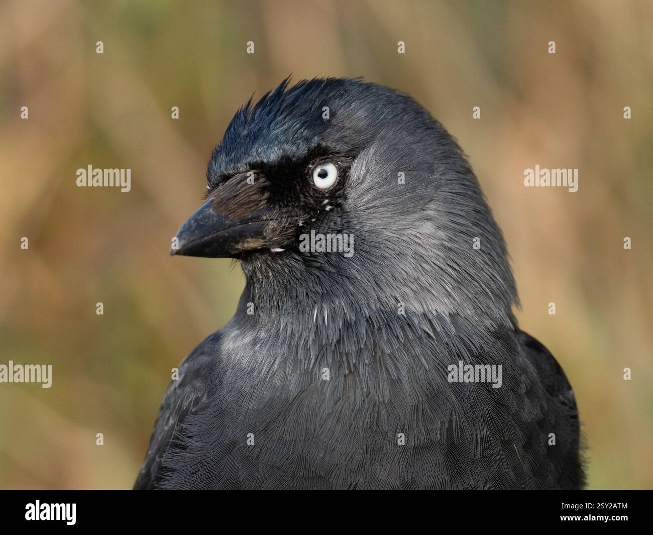 Jackdaw head portrait [ Corvus Monedula ] Stock Photo - Alamy