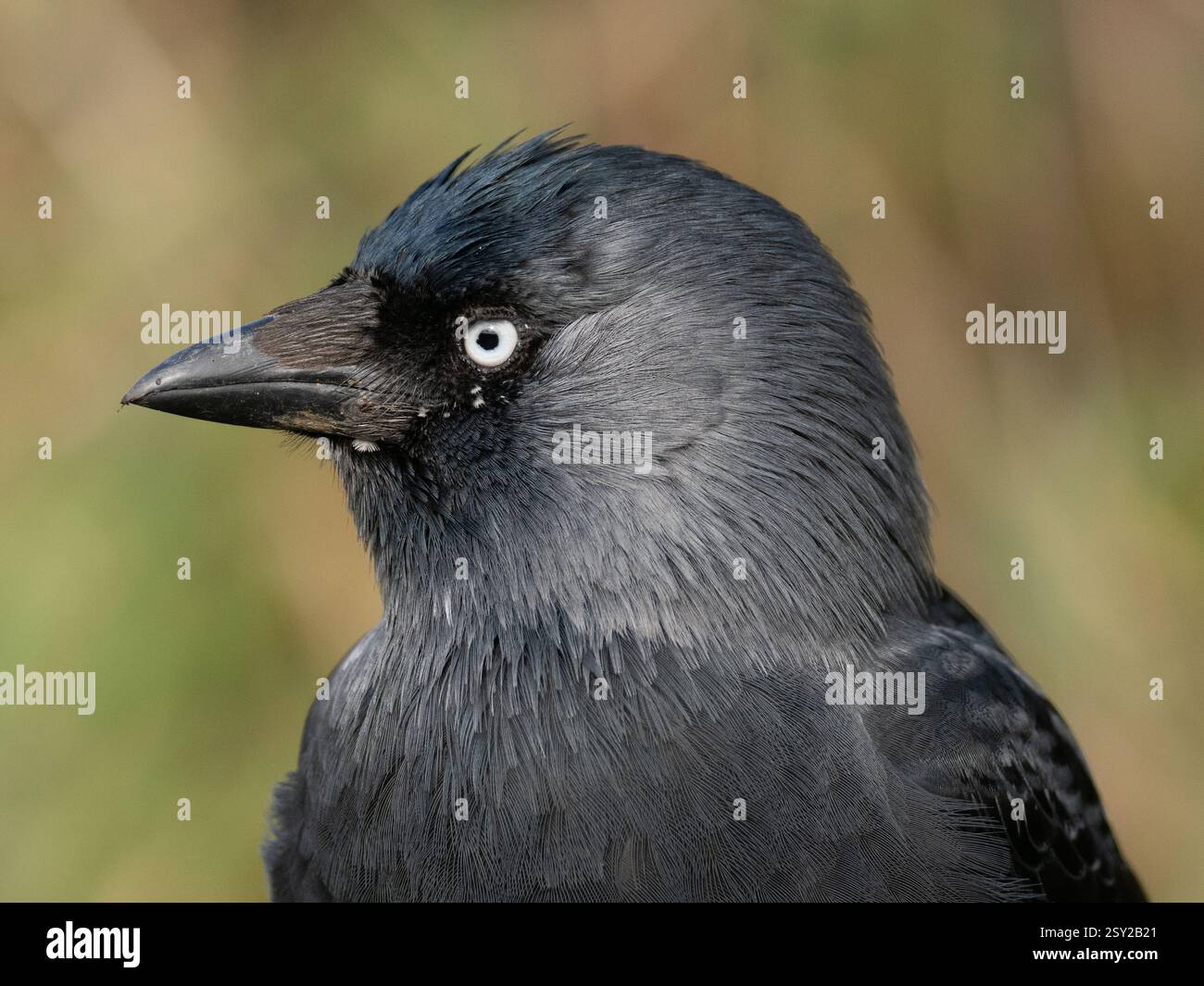 Jackdaw head portrait [ Corvus Monedula ] Stock Photo - Alamy