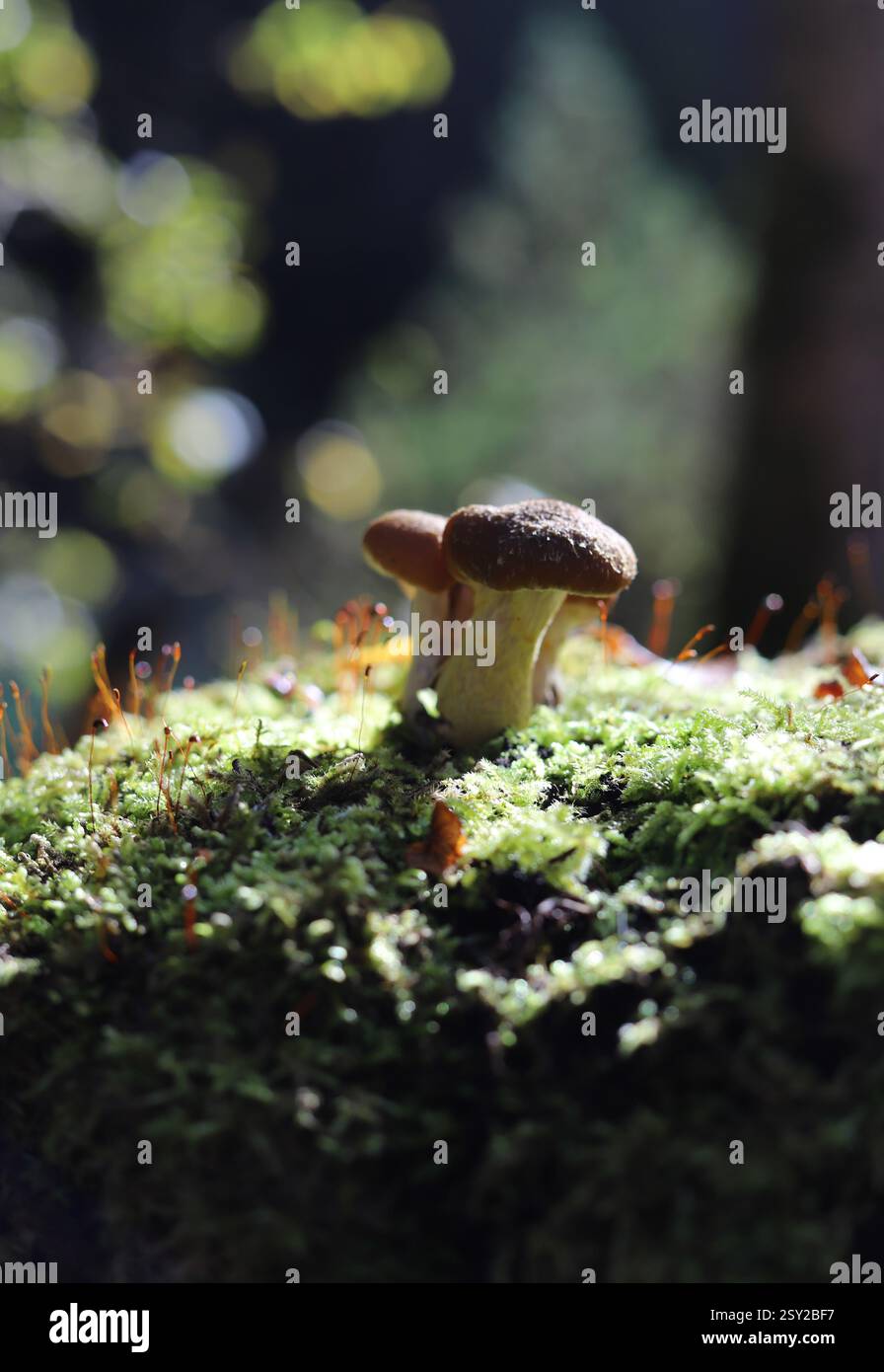 Toadstools emerging from a moss covered tree stump, in woodland ...