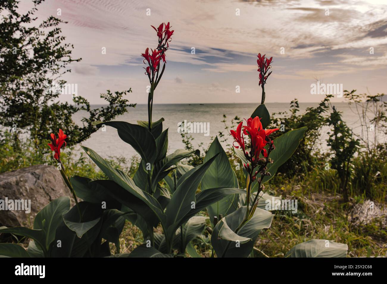 Red flowers in the park and sea on the background. A landscape view in ...