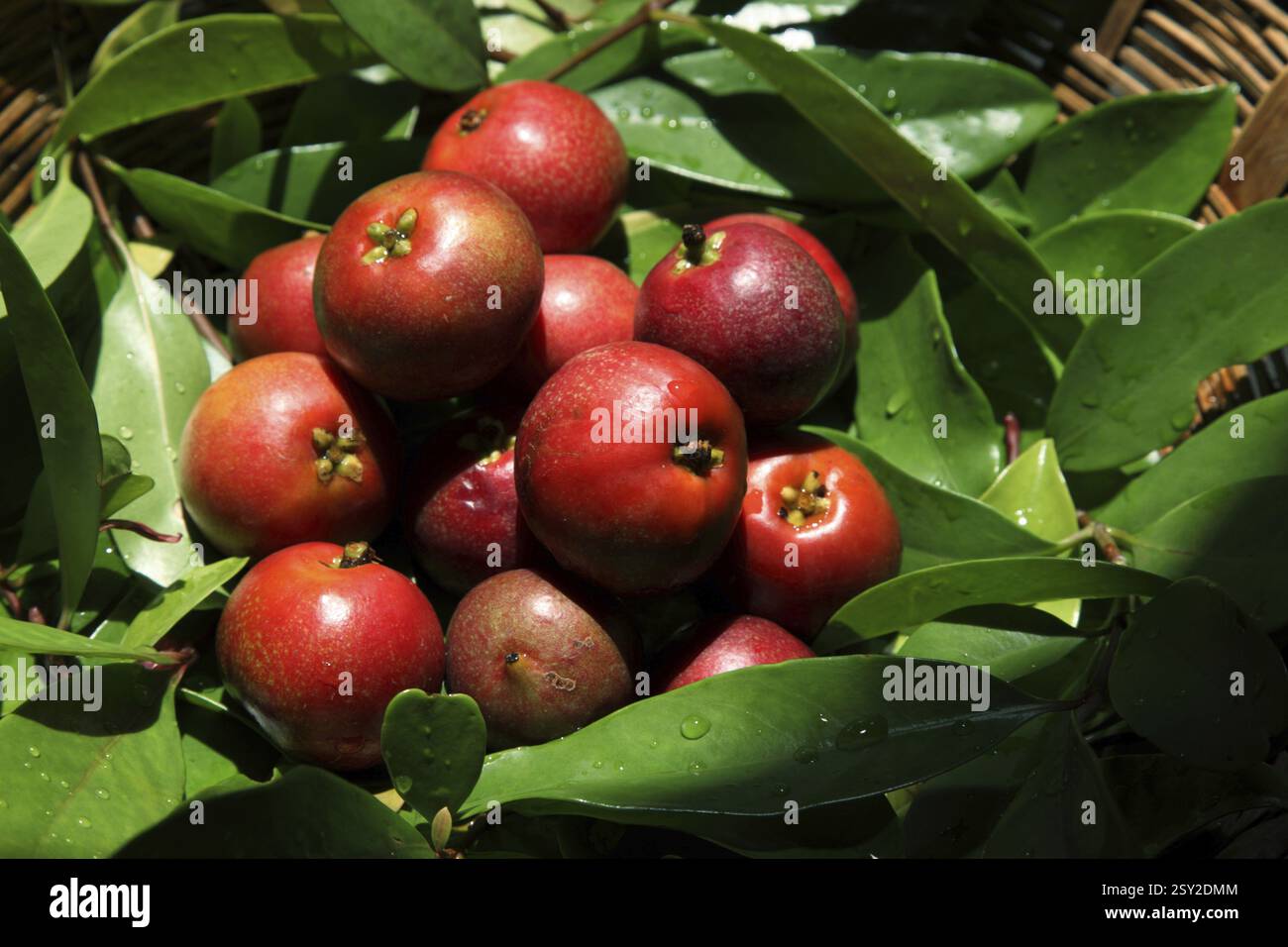 Kokum fruits in wooden basket ratnagiri Maharashtra India Asia Stock ...