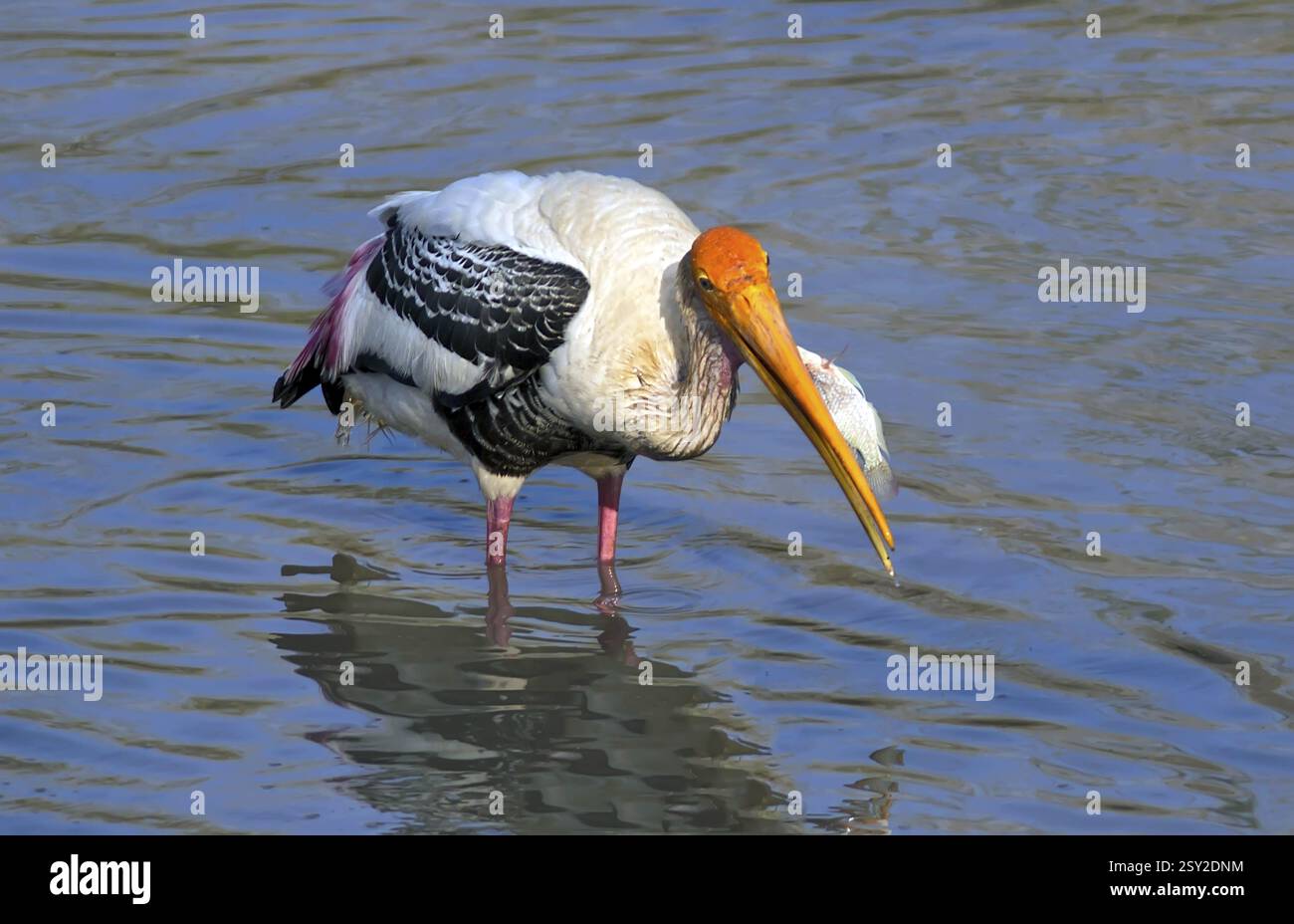 Painted stork hunting for fish, karnataka, india, asia Stock Photo - Alamy