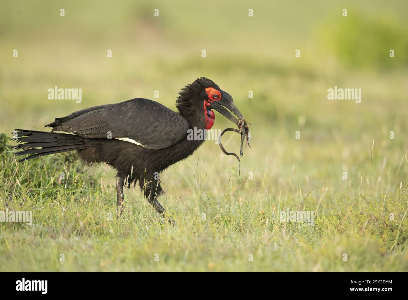 Southern Ground Hornbill carrying snakes and other reptiles in the beak ...