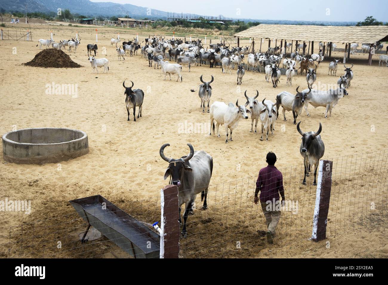 Cow goshala, pathmeda, godham, rajasthan, india, asia Stock Photo - Alamy