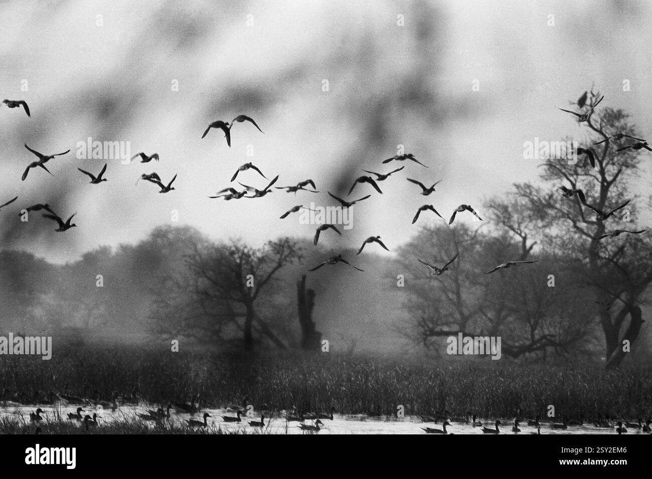 Flying birds group Keoladeo bird sanctuary Bharatpur Rajasthan India ...
