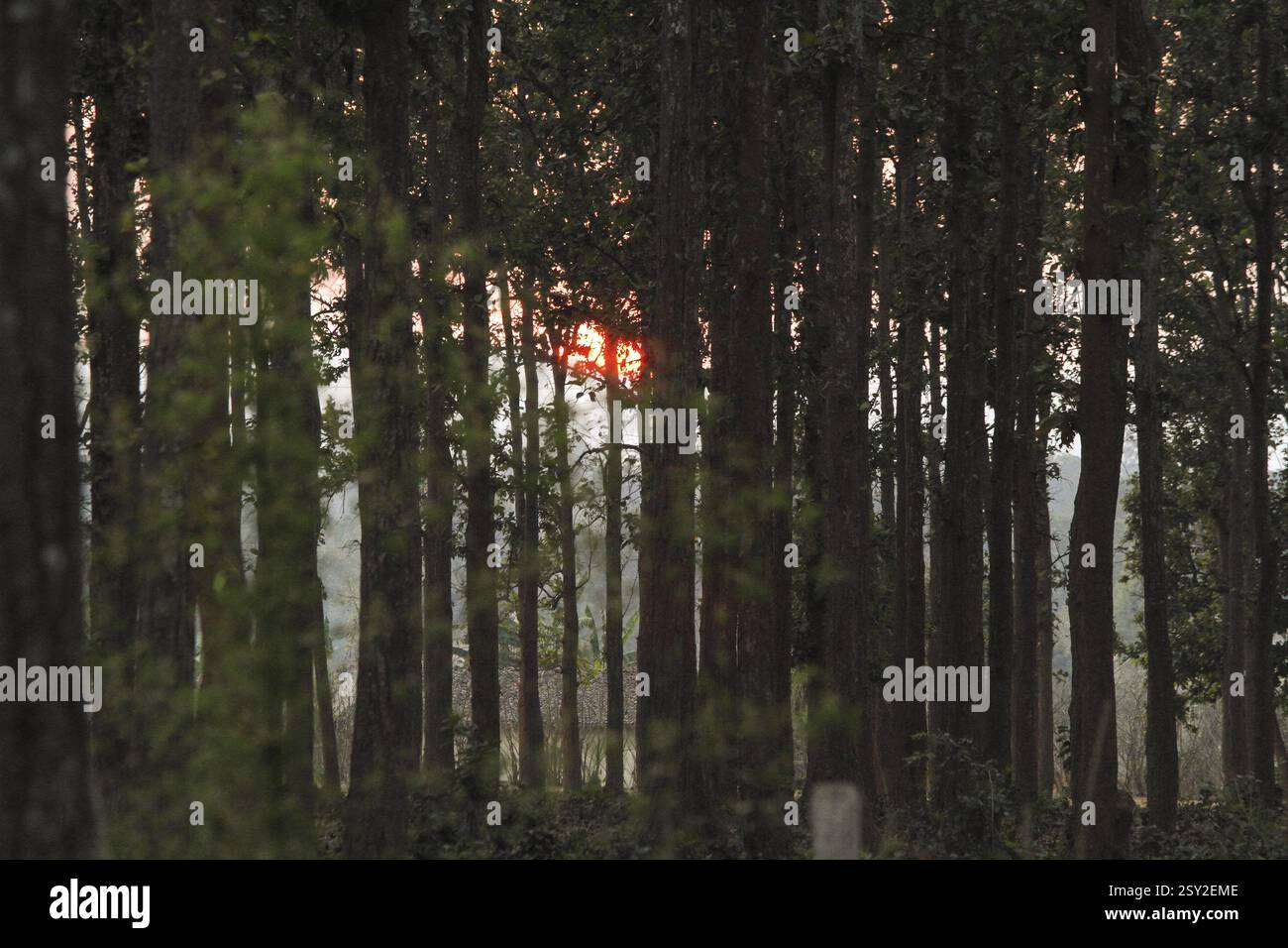 Bastar forest, chhattisgarh, india, asia Stock Photo - Alamy