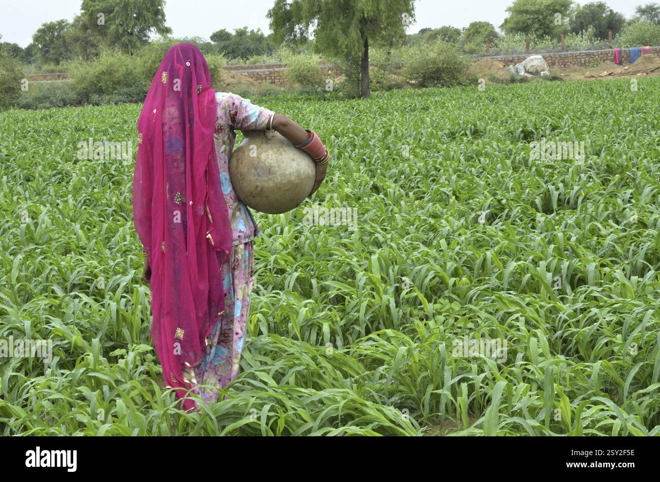 Woman carrying earthen pitcher in field Jodhpur Rajasthan India Asia ...