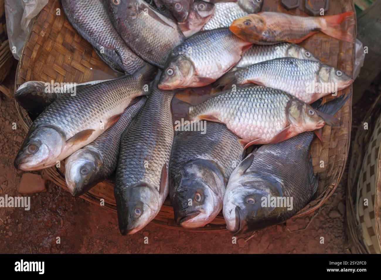 Fish, haat bazaar, bastar, chhattisgarh, india, asia Stock Photo - Alamy