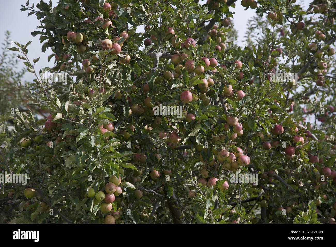 Apple orchard kalpa, himachal pradesh, india, asia Stock Photo - Alamy