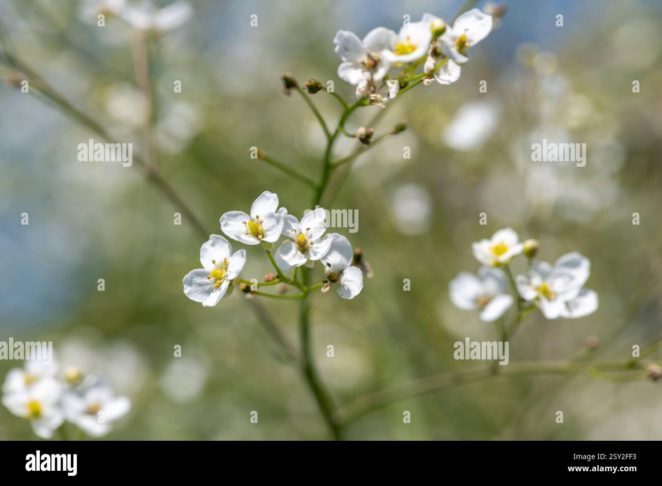 Crambe cordifolia hi-res stock photography and images - Alamy