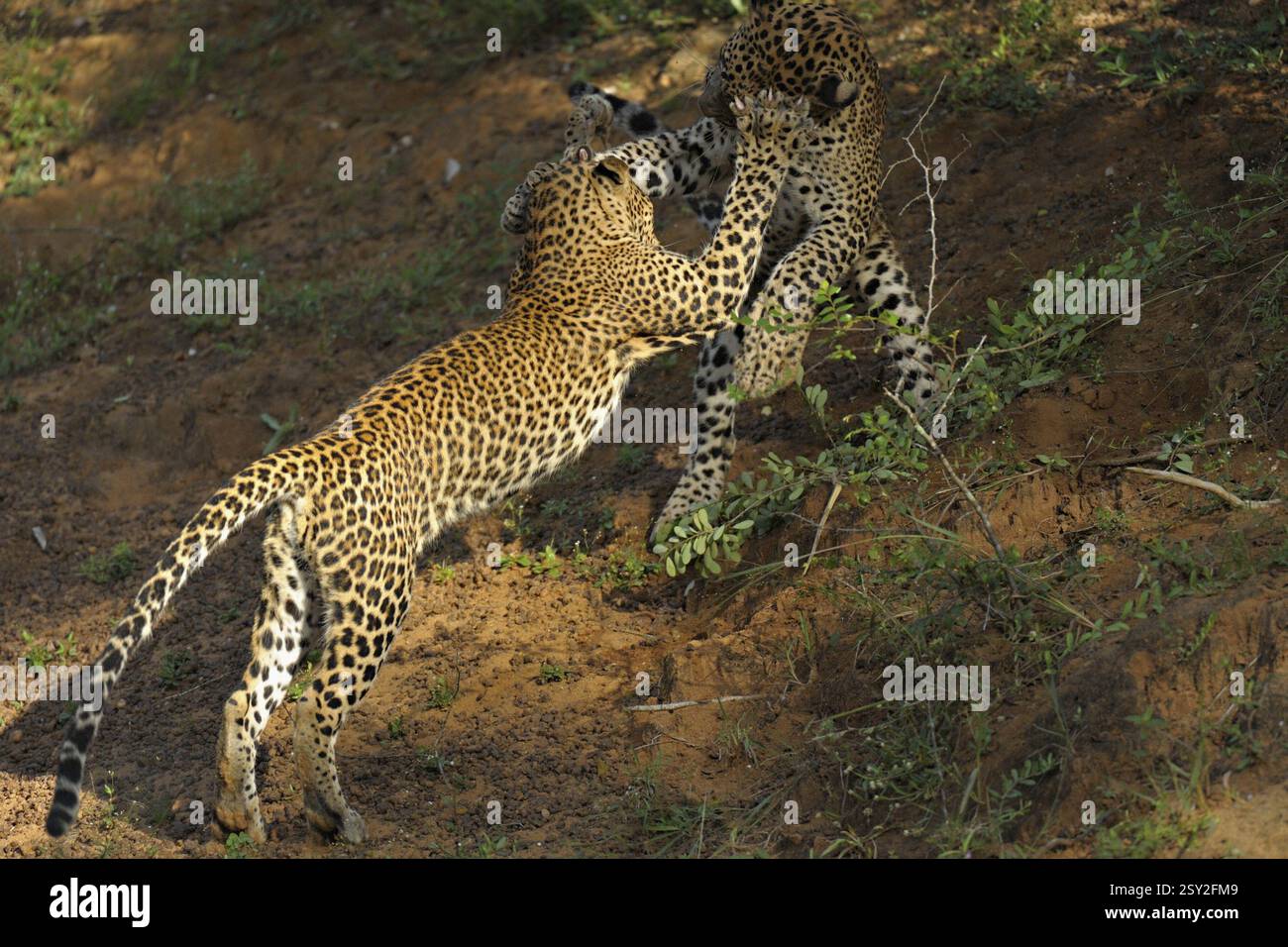 Two Leopards play fighting in Yala national park, Sri Lanka, Asia Stock ...