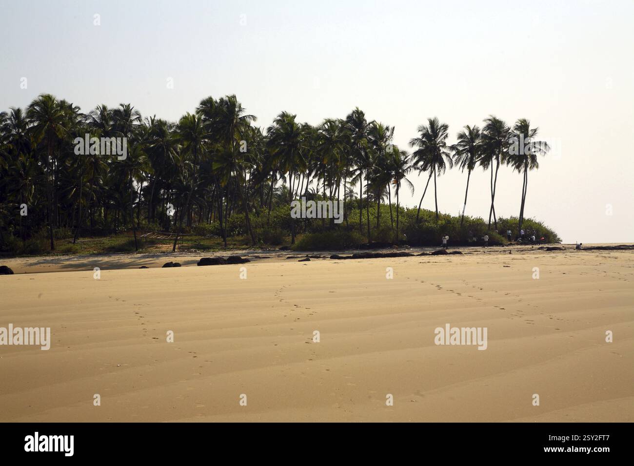 Bhogwe beach Vengurla sindhudurg Maharashtra India Asia Stock Photo - Alamy