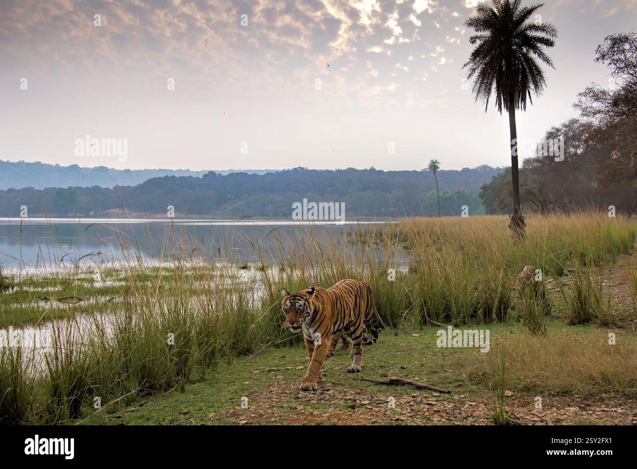 Tiger walking along bank lake hi-res stock photography and images - Alamy