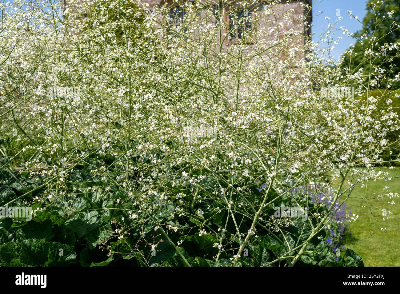 Crambe cordifolia hi-res stock photography and images - Alamy