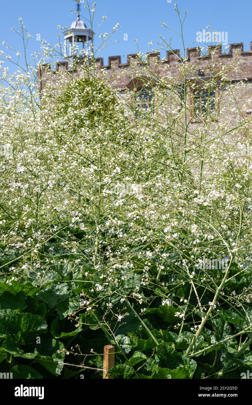 Crambe cordifolia hi-res stock photography and images - Alamy