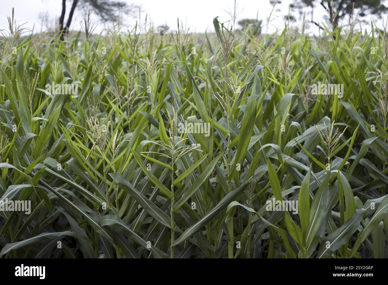 Corn field at Ralegaon siddhi the village of Anna Hazare Maharashtra ...
