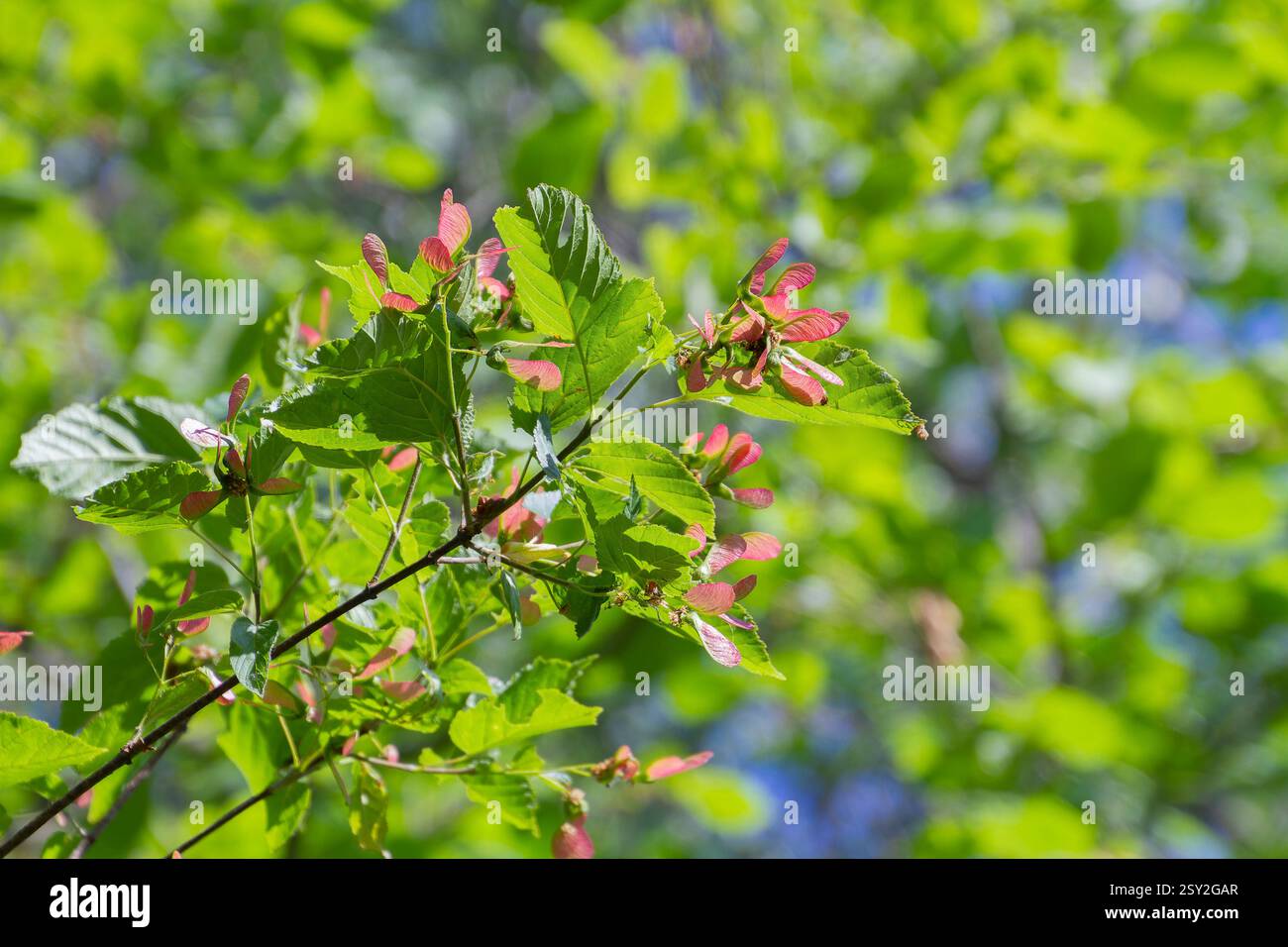 A maple tree branch with vibrant pink samaras among lush green leaves ...