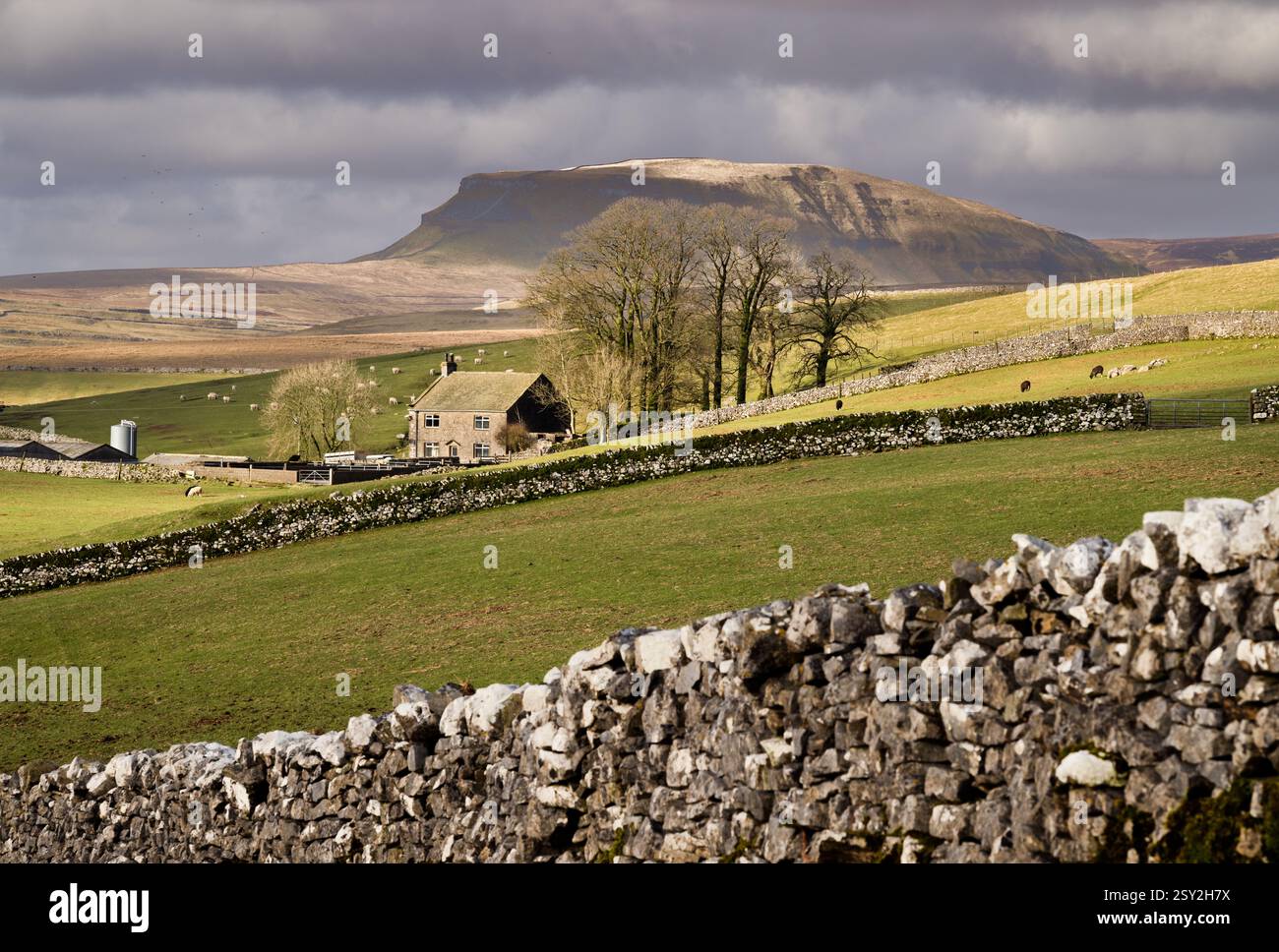View of Pen-y-ghent peak from across Malham Moor, Yorkshire Dales ...