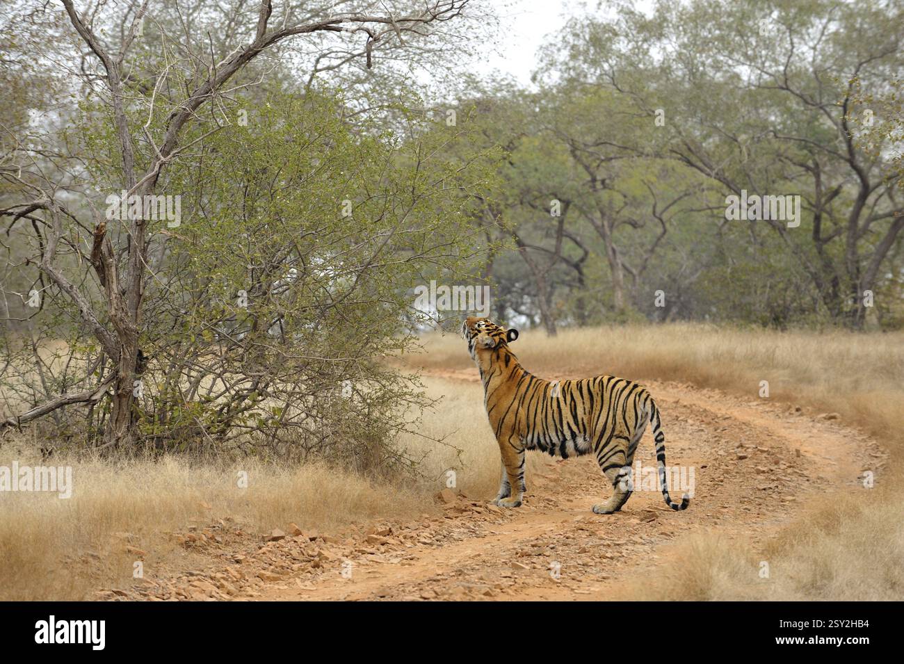 Tiger panthera tigris tigris crossing forest track, Ranthambore ...