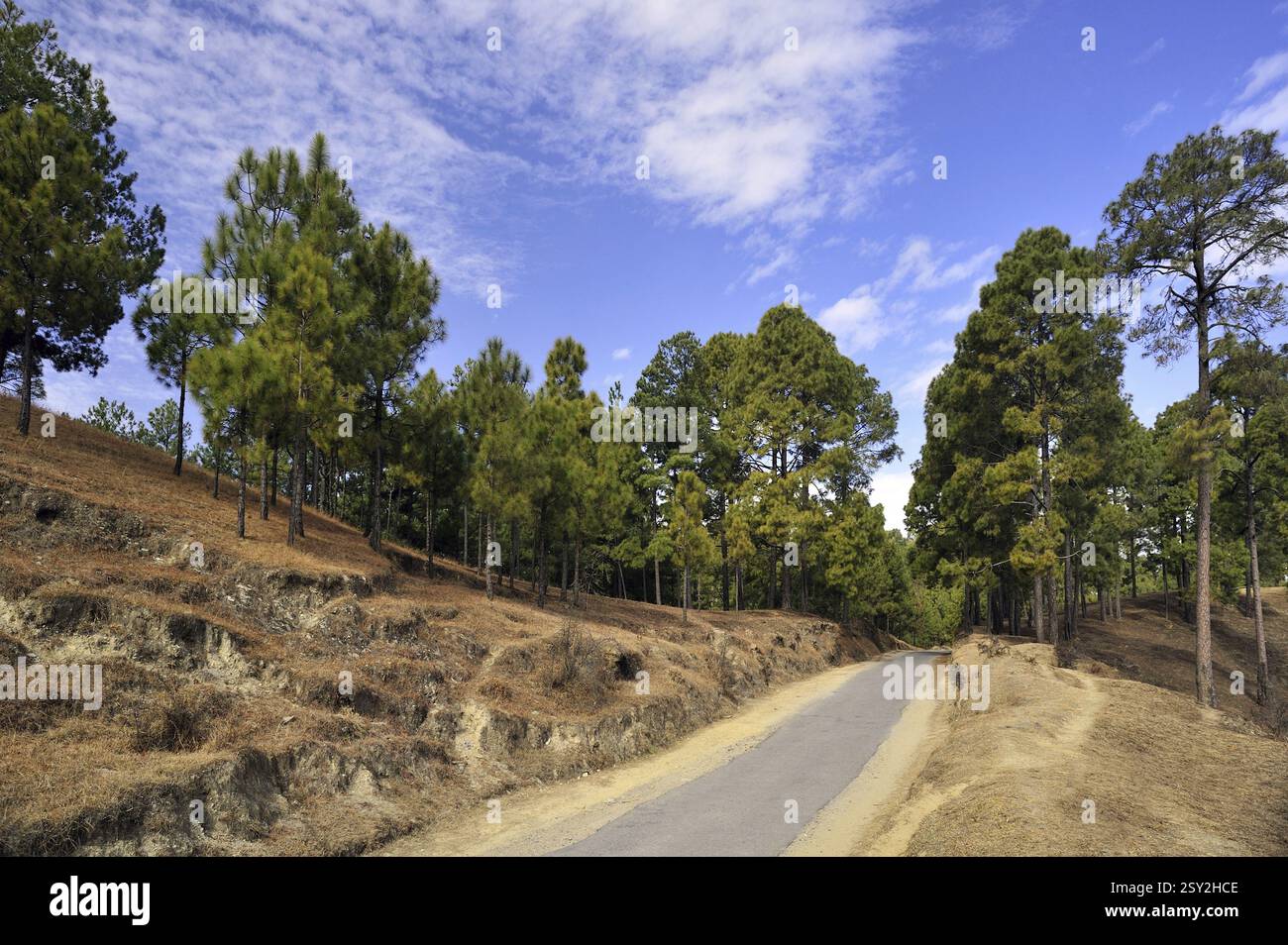 Pain trees at ranikhet almora uttarakhand India Asia Stock Photo - Alamy