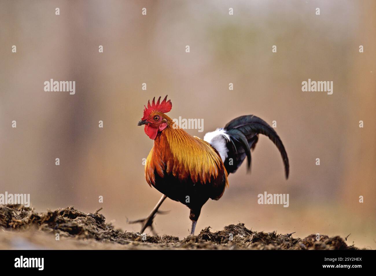 Red jungle fowl gallus gallus male feeding in dung, Kaziranga National ...