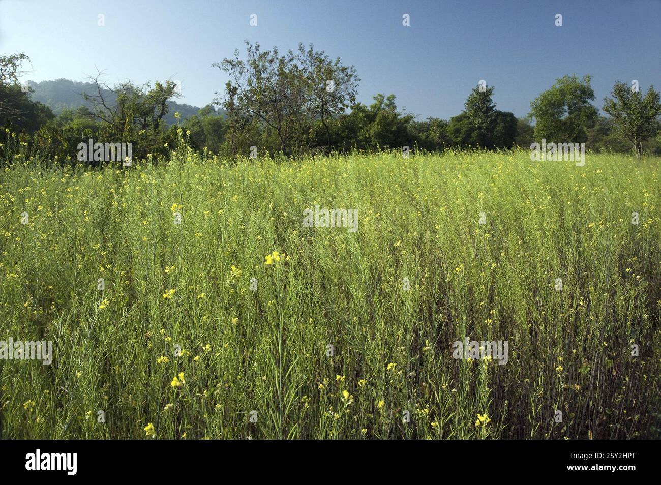 Brassica nigra field lanja ratnagiri Maharashtra India Asia Stock Photo ...
