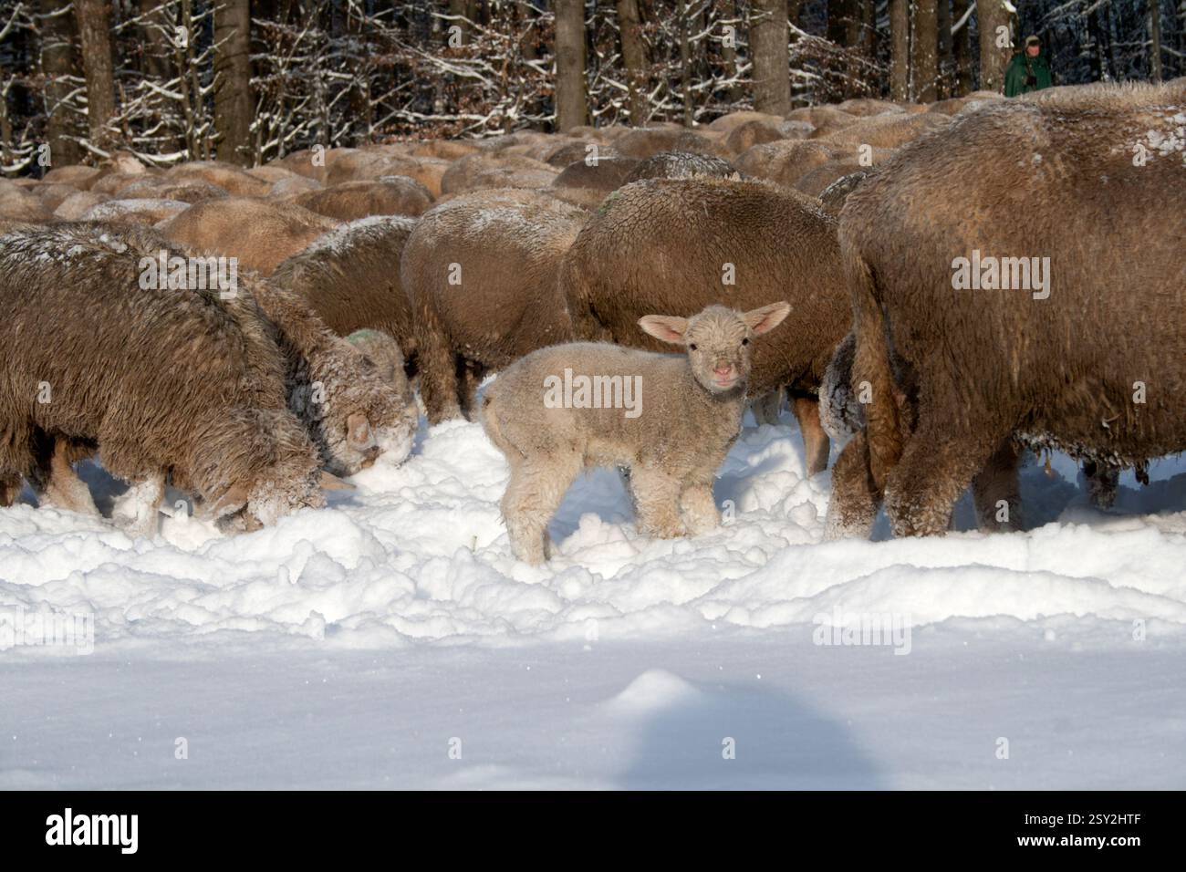 Cute lamb in snow with many sheep in winter meadow Stock Photo - Alamy