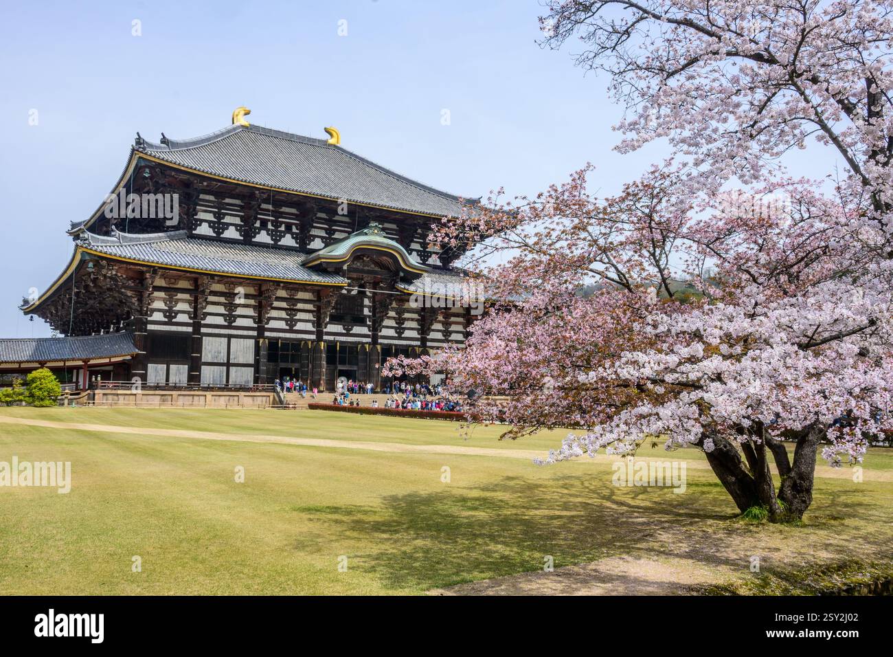 Todaiji Temple's Great Buddha Hall Draws Spring Crowds During Sakura ...