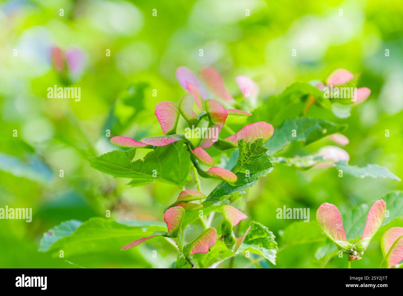 Vibrant pink maple tree seeds, also known as samaras, growing among ...
