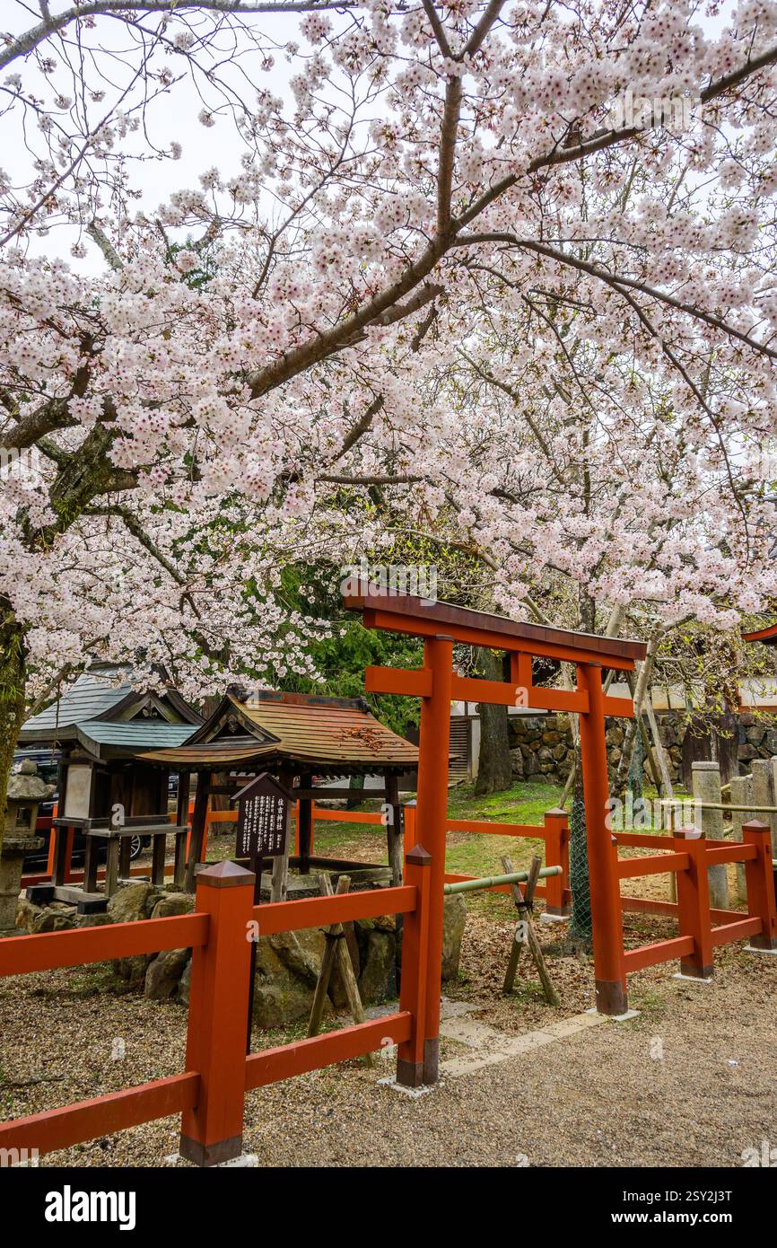 Nara traditional spring hi-res stock photography and images - Alamy