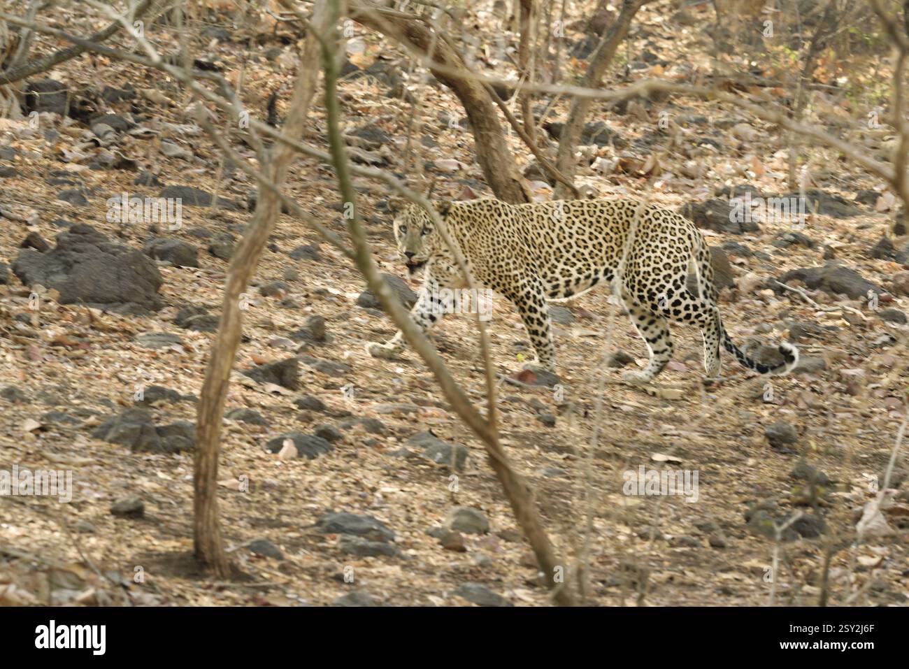 Tiger, gir national park, Gujarat, india, asia Stock Photo - Alamy