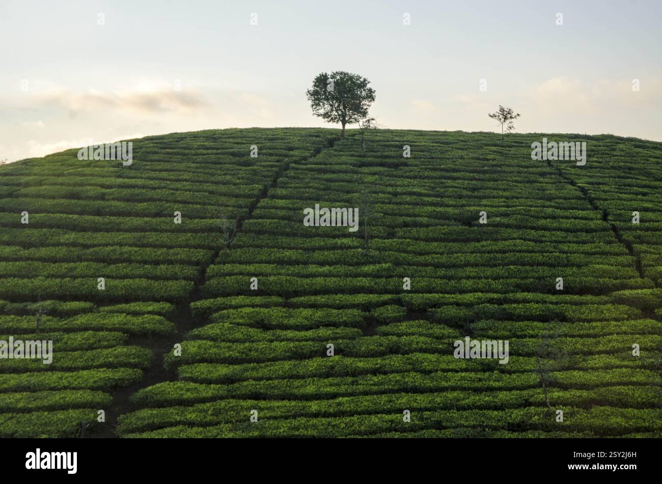 Tea plantation, vagamon, kerala, india, asia Stock Photo - Alamy