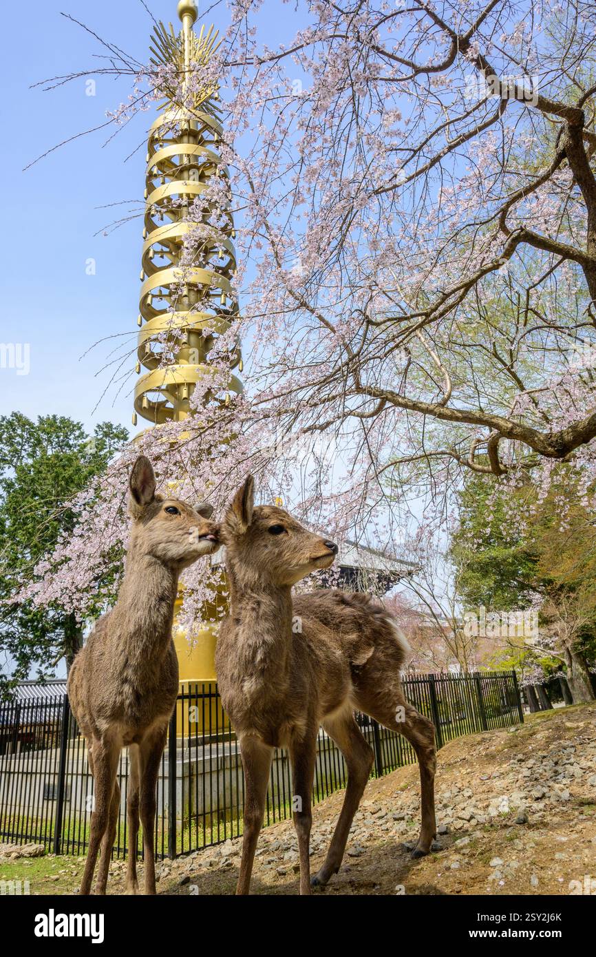 Nara Sacred Deer Stand Before Golden Temple Spire During Cherry Blossom ...