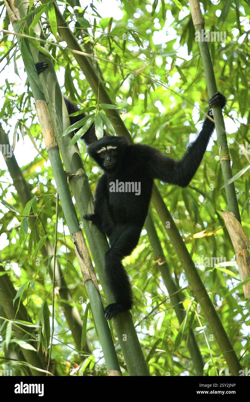 Gibbon on tree Assam India Asia Stock Photo - Alamy