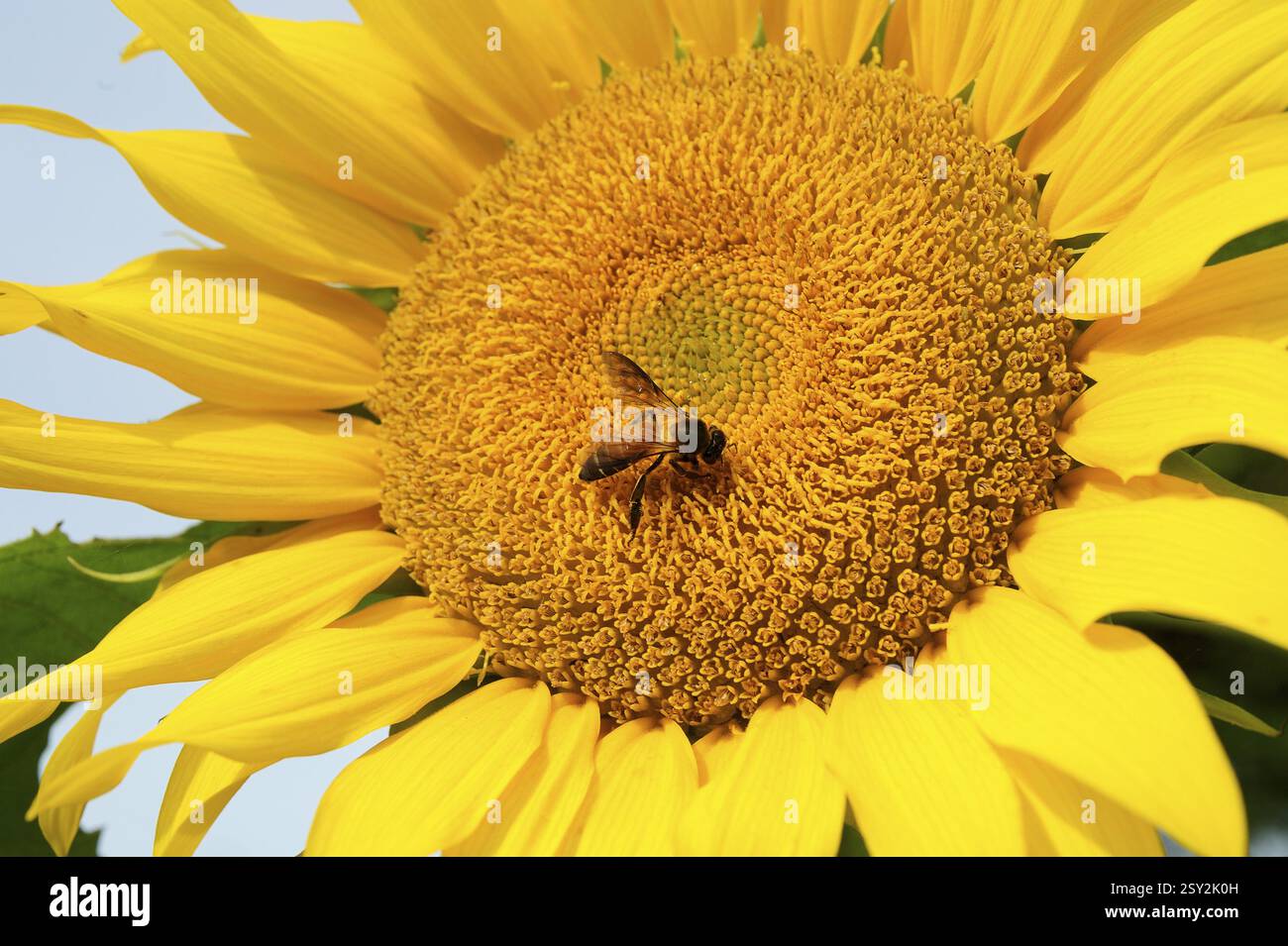 Bumble bee on sunflower, gundlupet, karnataka, india, asia Stock Photo ...