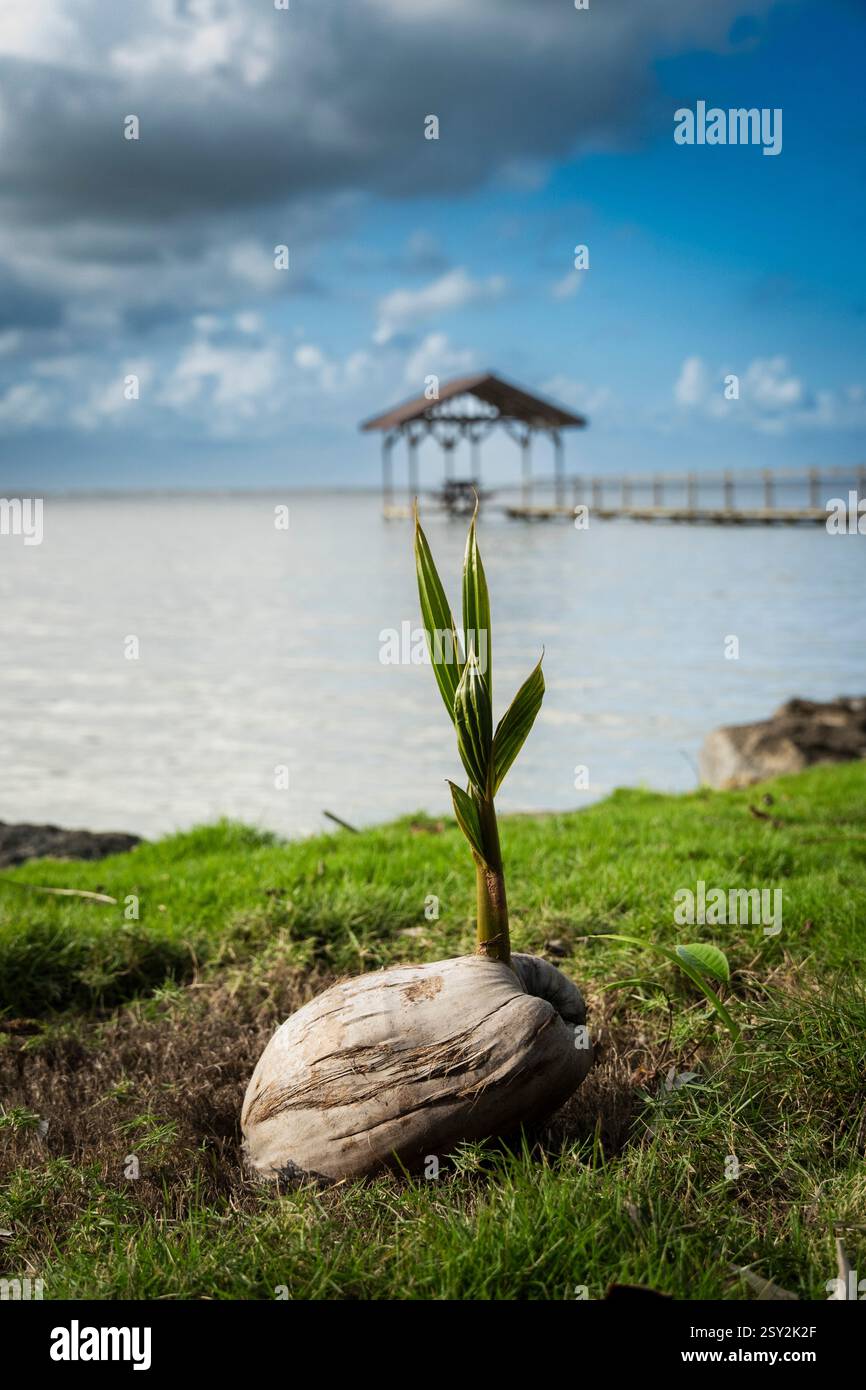 Fallen coconut sprouting a new tree near the Cerros Mayan ruins ...