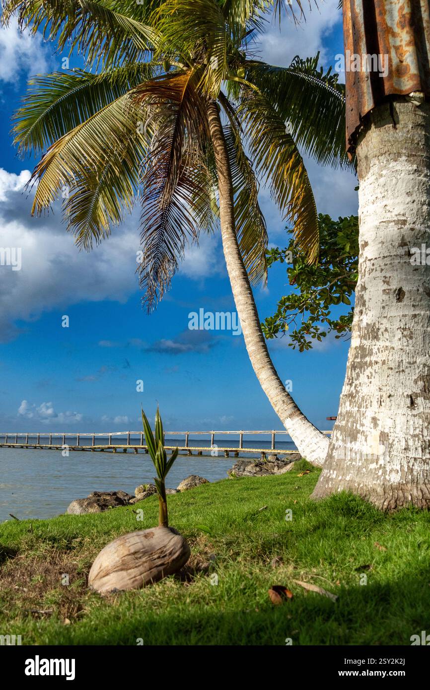 Fallen coconut sprouting a new tree near the Cerros Mayan ruins ...