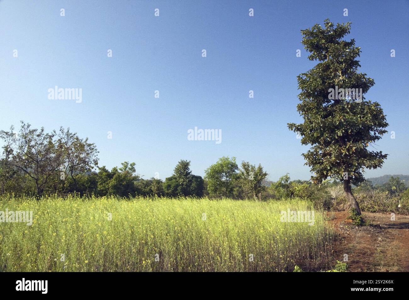 Brassica nigra field lanja ratnagiri Maharashtra India Asia Stock Photo ...