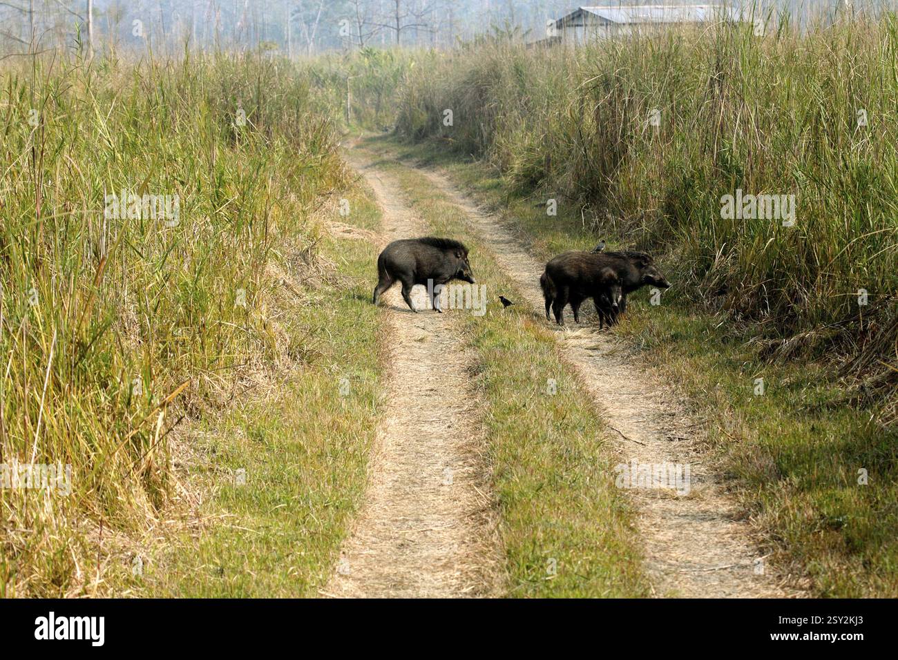 Streets in assam india hi-res stock photography and images - Alamy