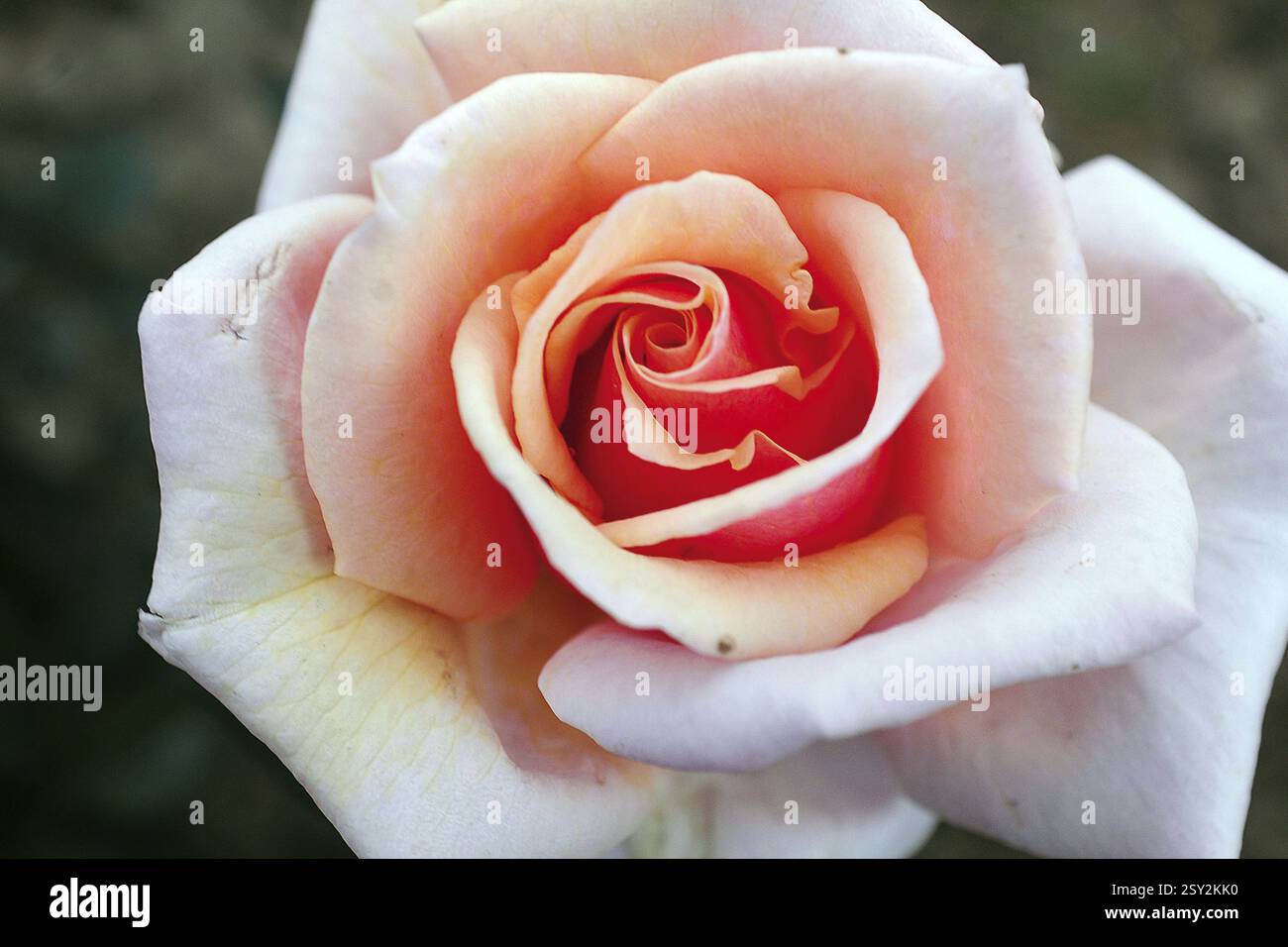Rose flower, india, asia Stock Photo - Alamy