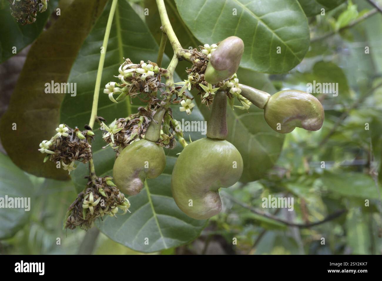 Cashew nut, trivandrum, kerala, india, asia Stock Photo - Alamy
