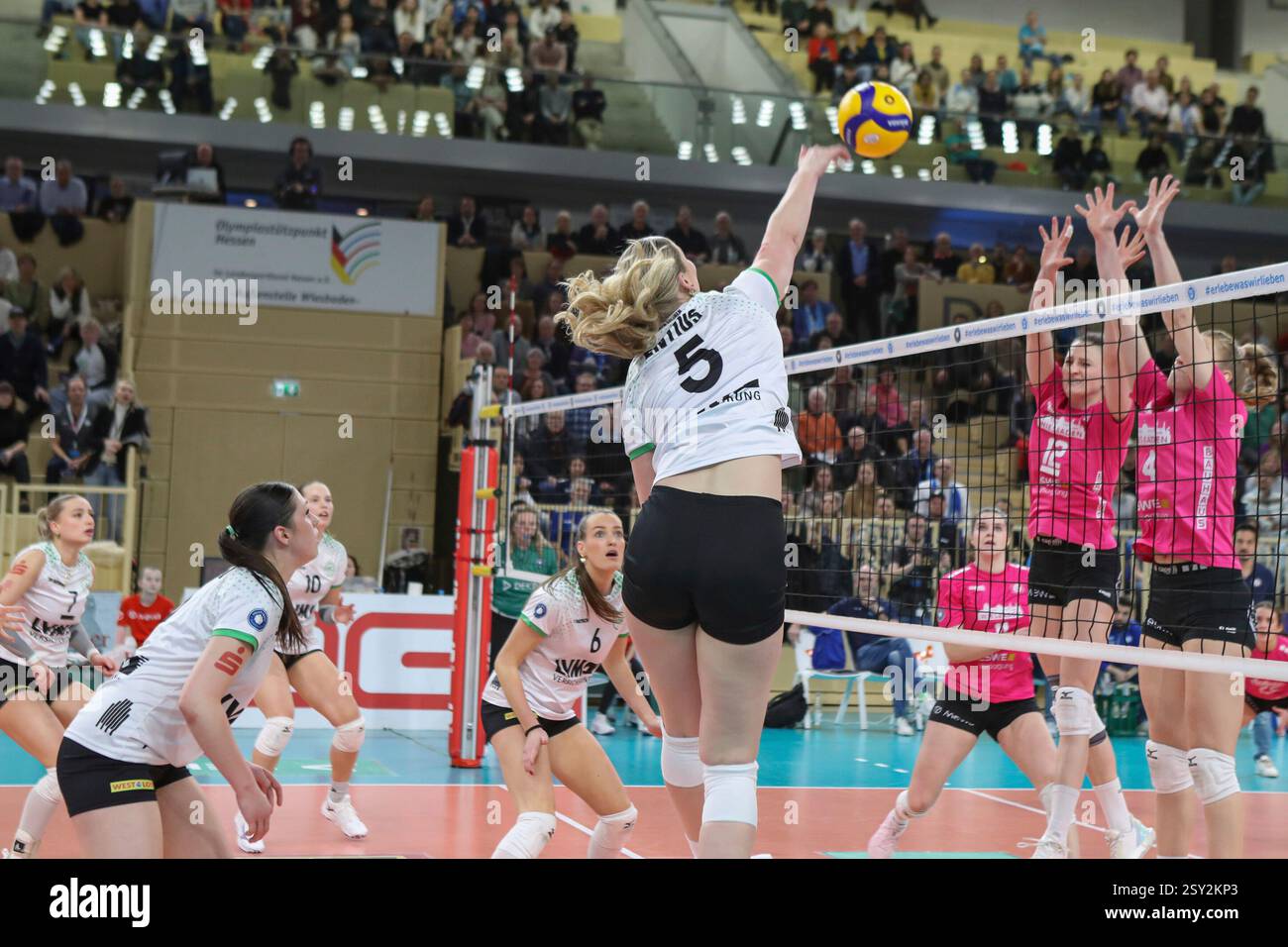 Wiesbaden, Deutschland 26. Februar 2025: 1. VBL - Frauen - 2024/2025 ...