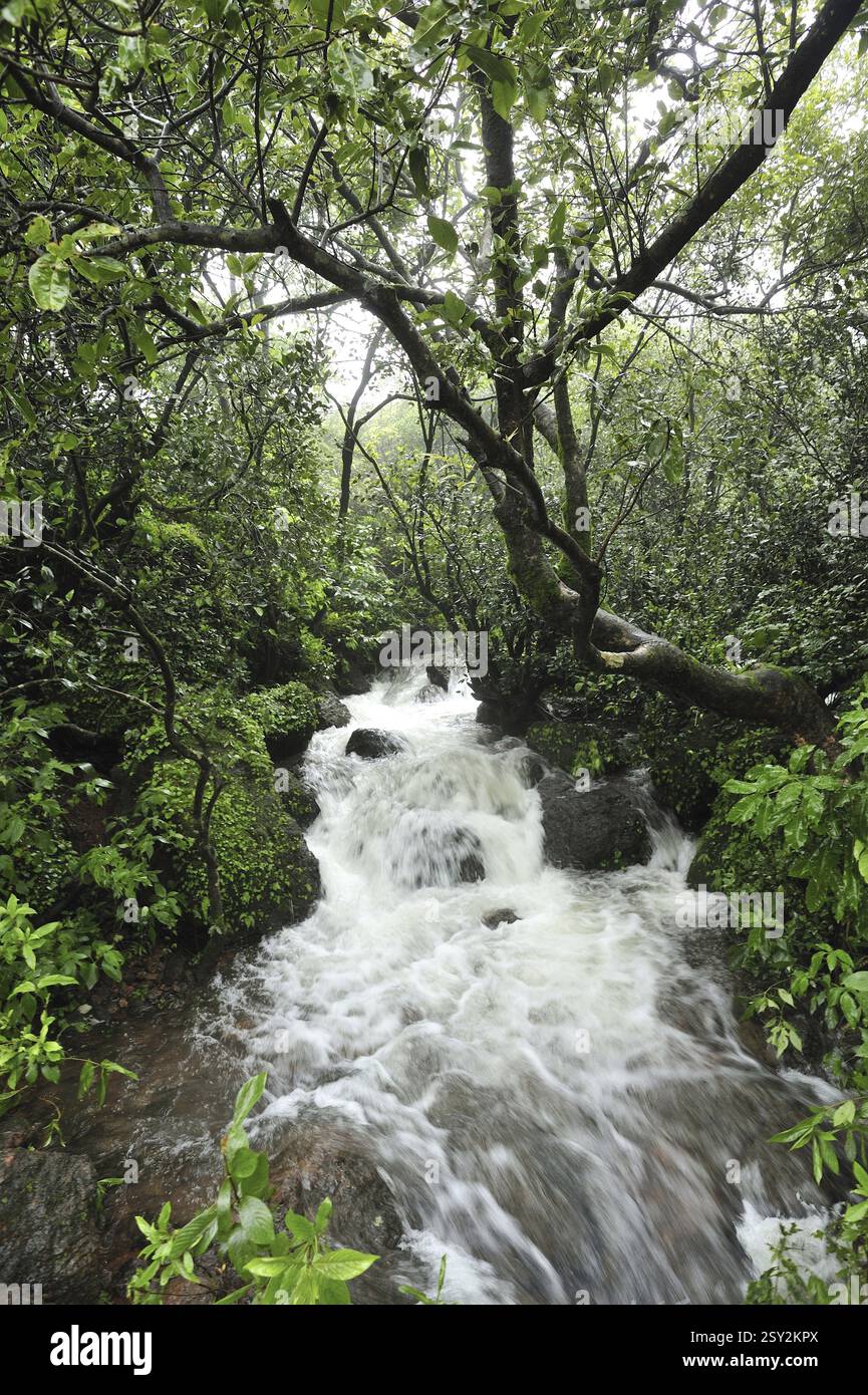 Water falls in tamhini ghat maharashtra india Asia Stock Photo - Alamy