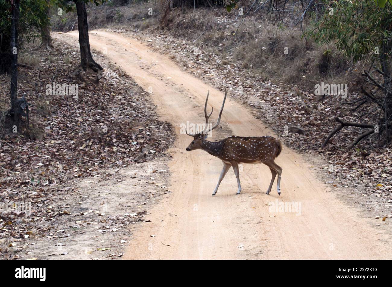 Spotted Deer Crossing the Path inside Jungle Bandhavgarh Forest Madhya ...