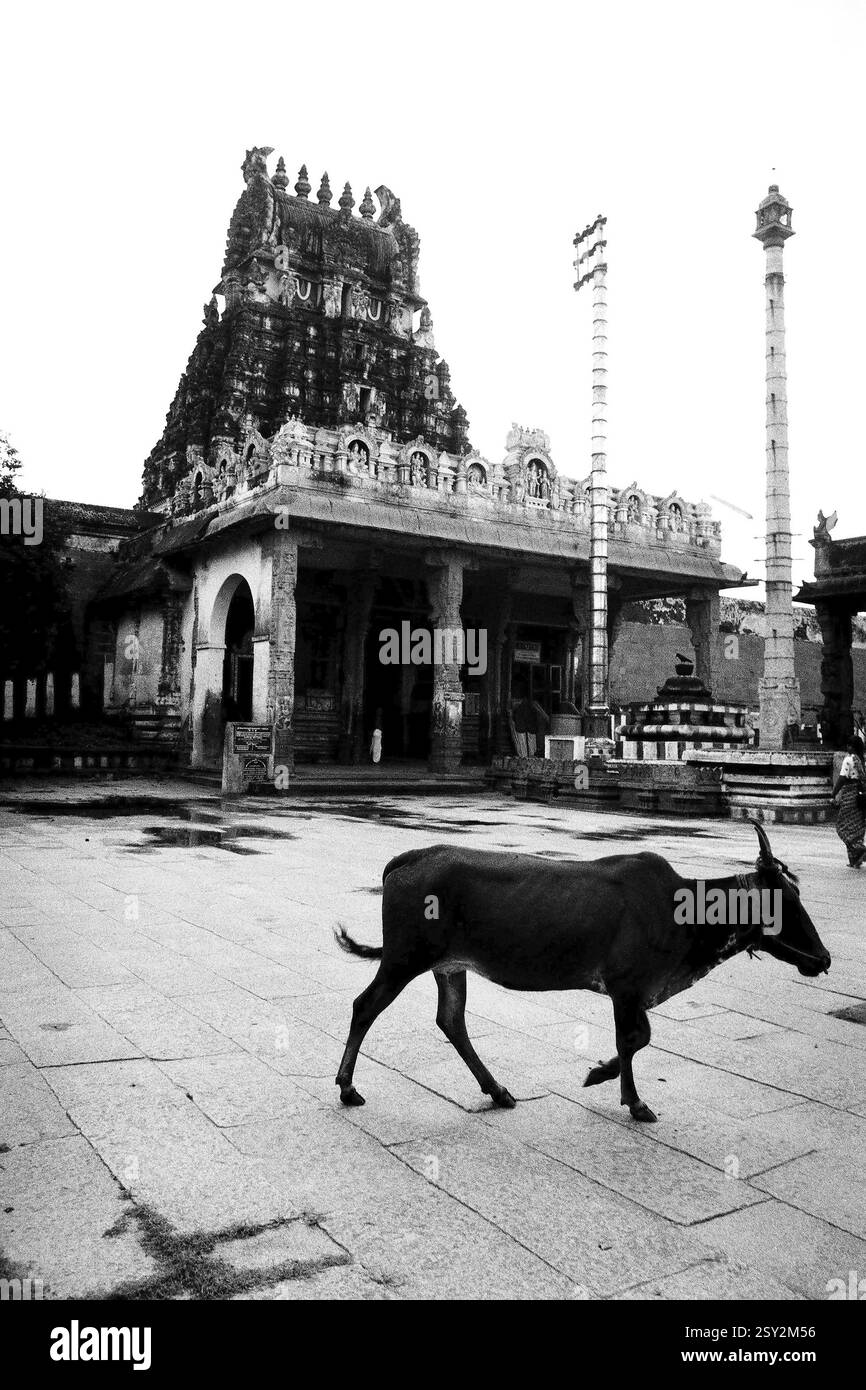 Cow and poles in Kanchipuram temple Tamil Nadu India Asia 1979 Stock ...