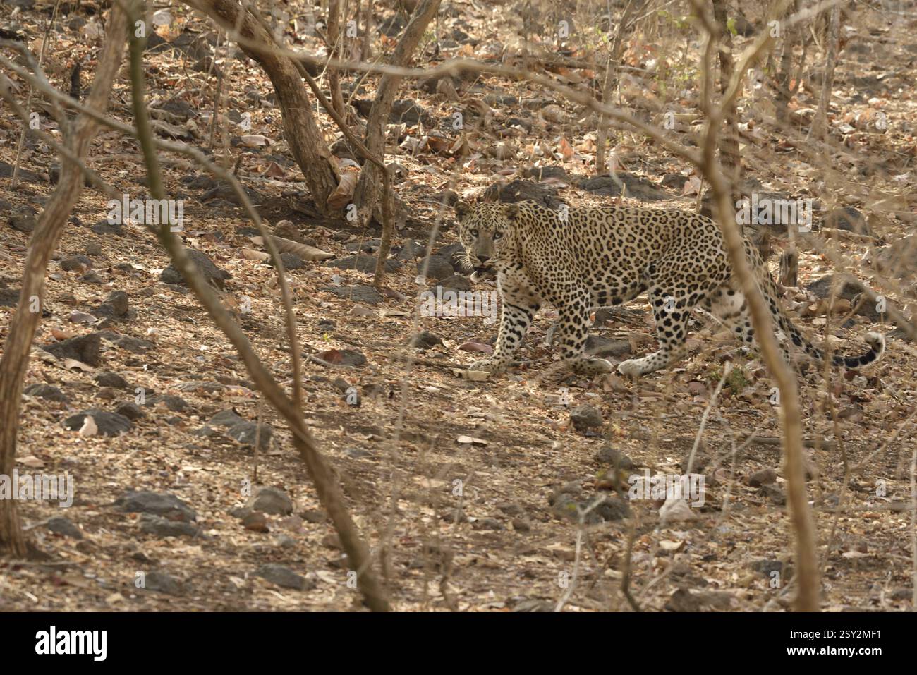 Tiger, gir national park, Gujarat, india, asia Stock Photo - Alamy