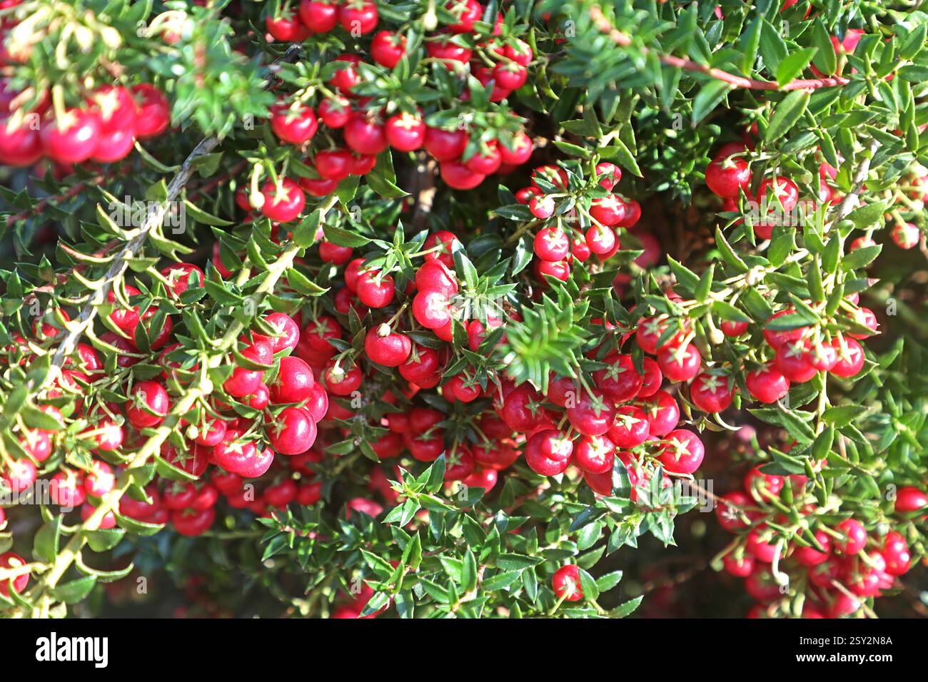 Vielfalt der Scheinbeeren Die roten Beeren der Scheinbeere, auch ...