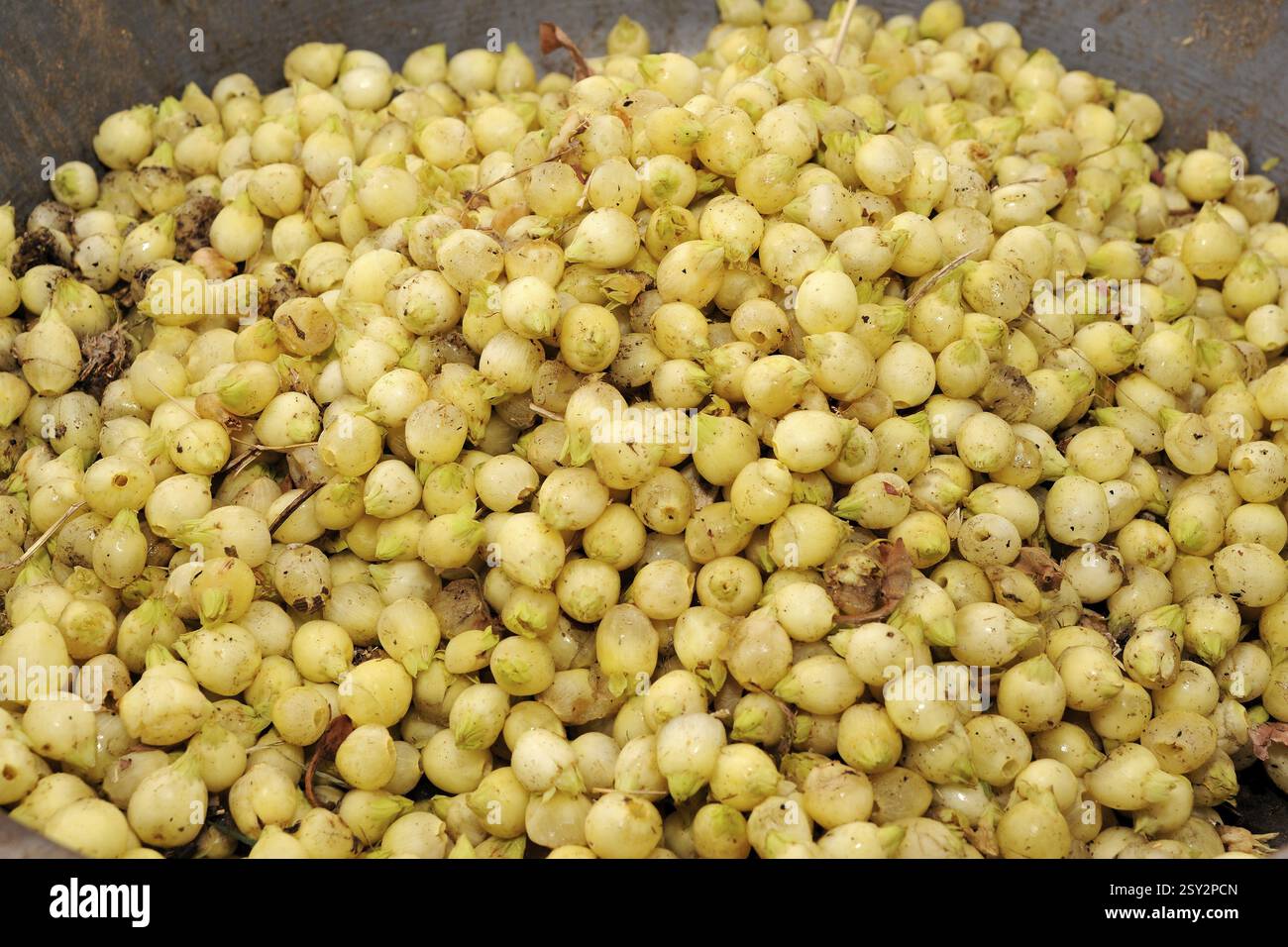 Madhuca longifolia fruit hi-res stock photography and images - Alamy